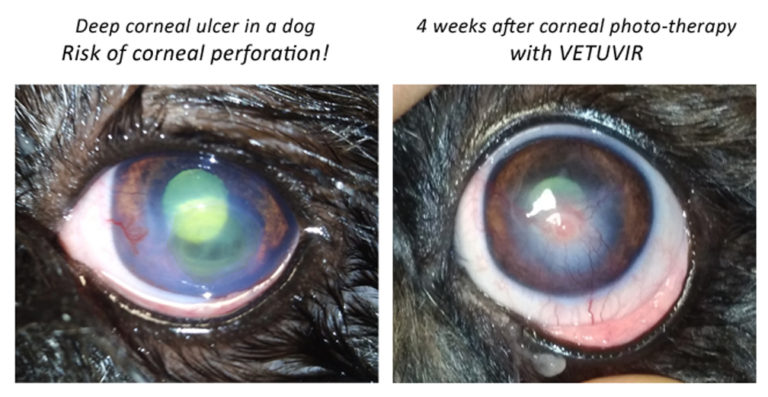 VETUVIR is the most effective treatment for septic corneal ulcers in dogs